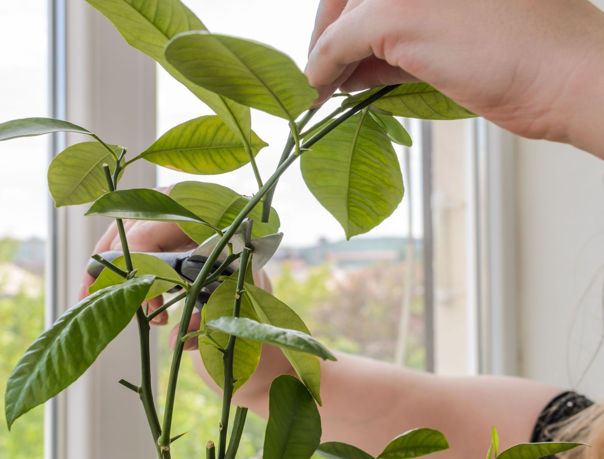 Pruning Your Lemon Tree 101