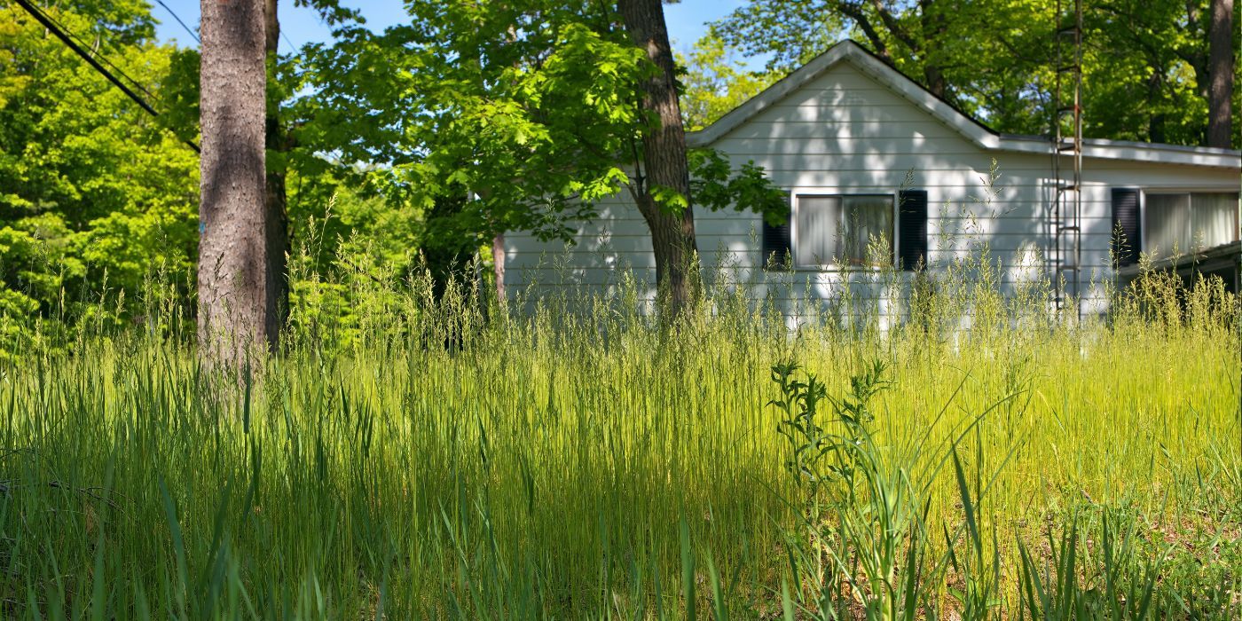 Lawn Care: Mistake That Attracts Ticks and Other Pests