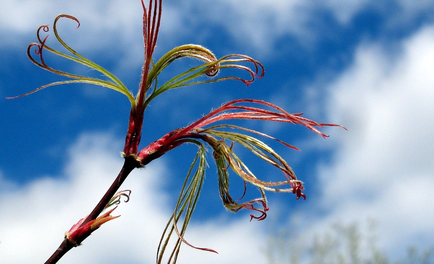 Dwarf Japanese Maple Tree Varieties to Grow in a Small Space