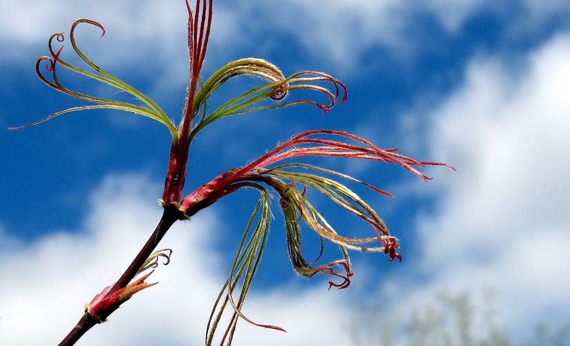 Dwarf Japanese Maple Tree Varieties to Grow in a Small Space