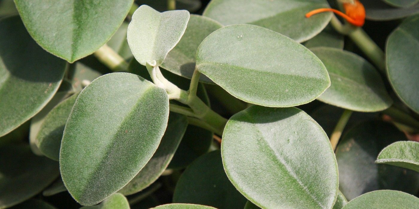 The Best Peperomia Plants to Grow in Your Home