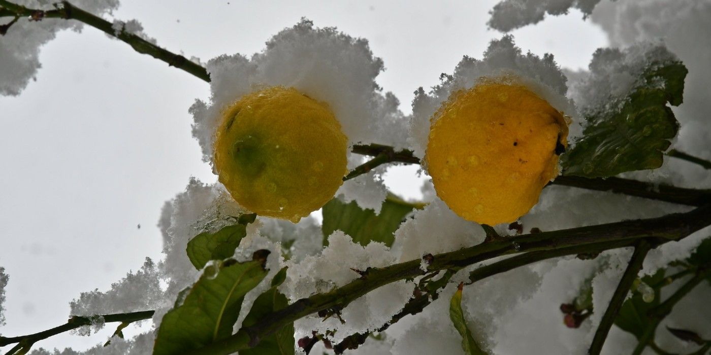 Why Your Lemon Tree Leaves Are Turning Yellow