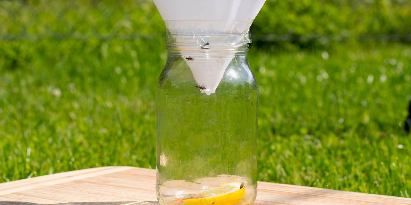 Use Natural Repellents to Get Rid of Houseflies For Good