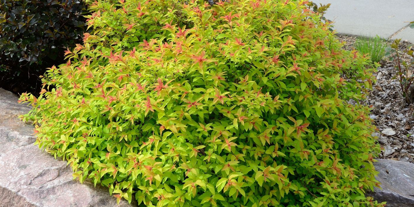 5 Best Spirea Bushes for Your Garden Landscape