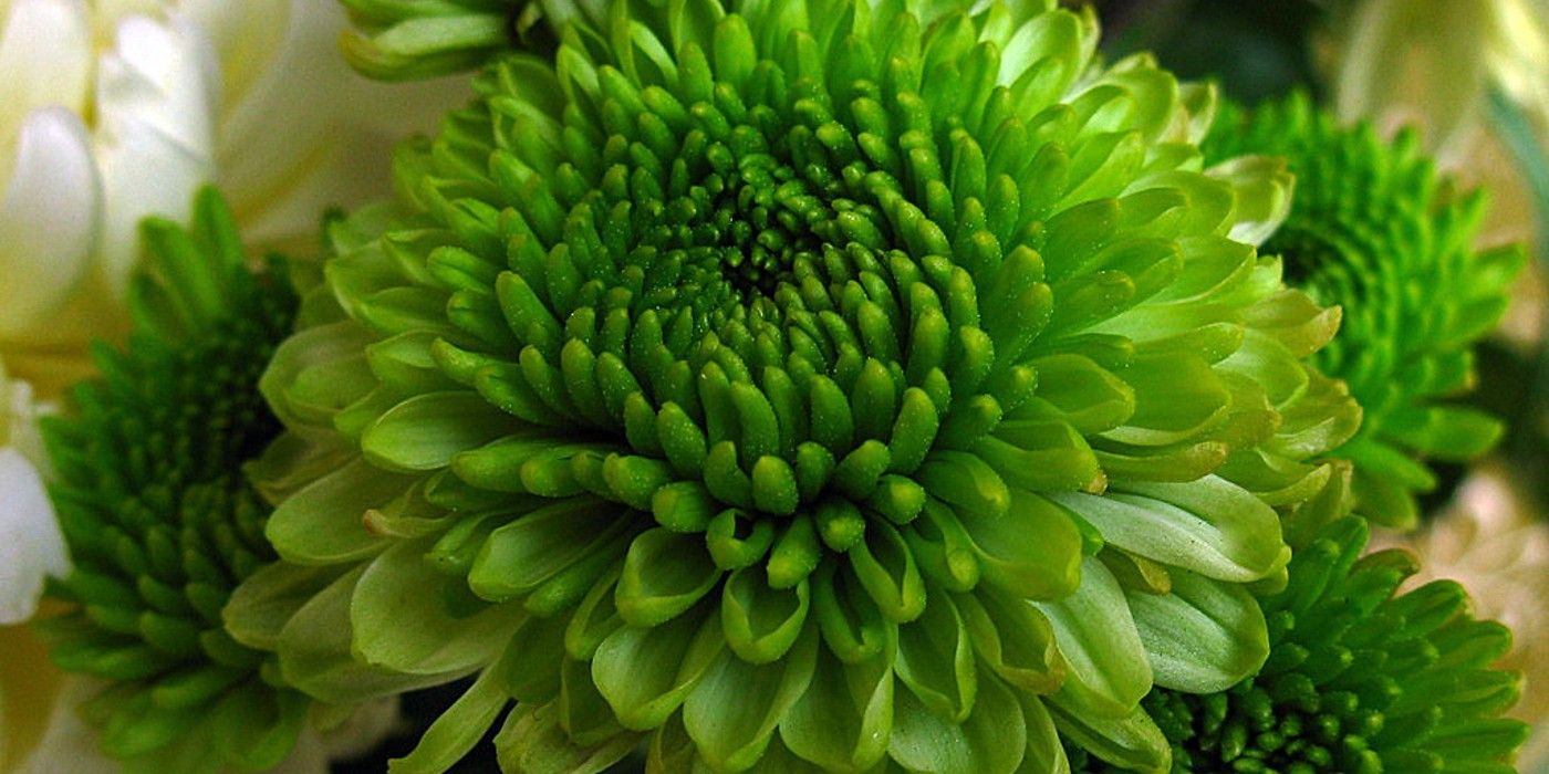 Add These Gorgeous Green Flowers to Your Garden