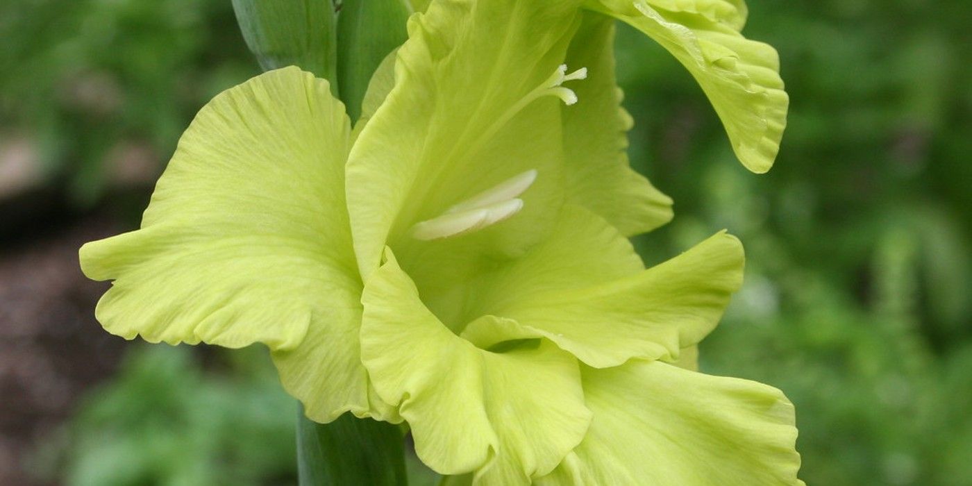 Add These Gorgeous Green Flowers to Your Garden