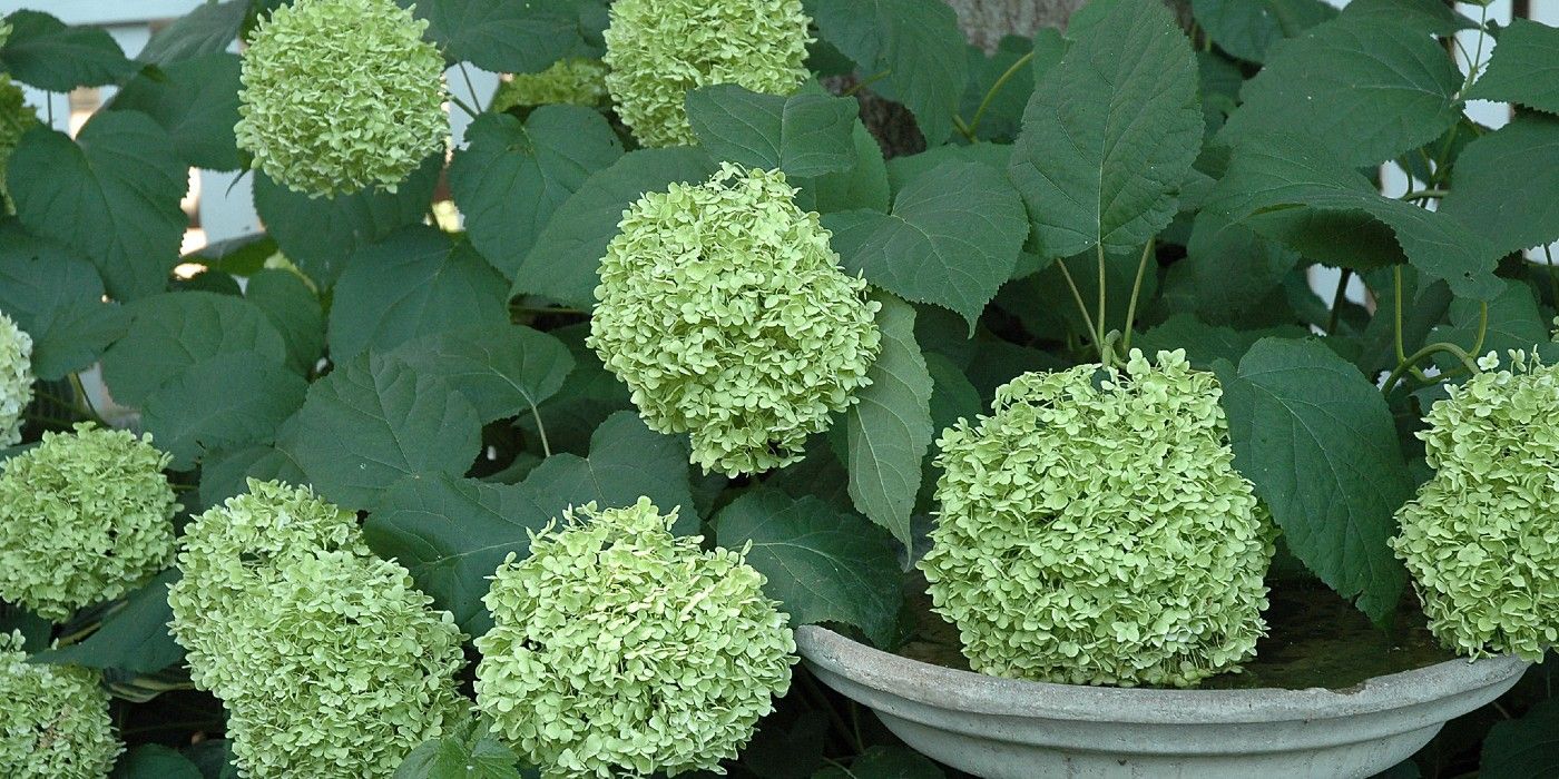 Add These Gorgeous Green Flowers to Your Garden