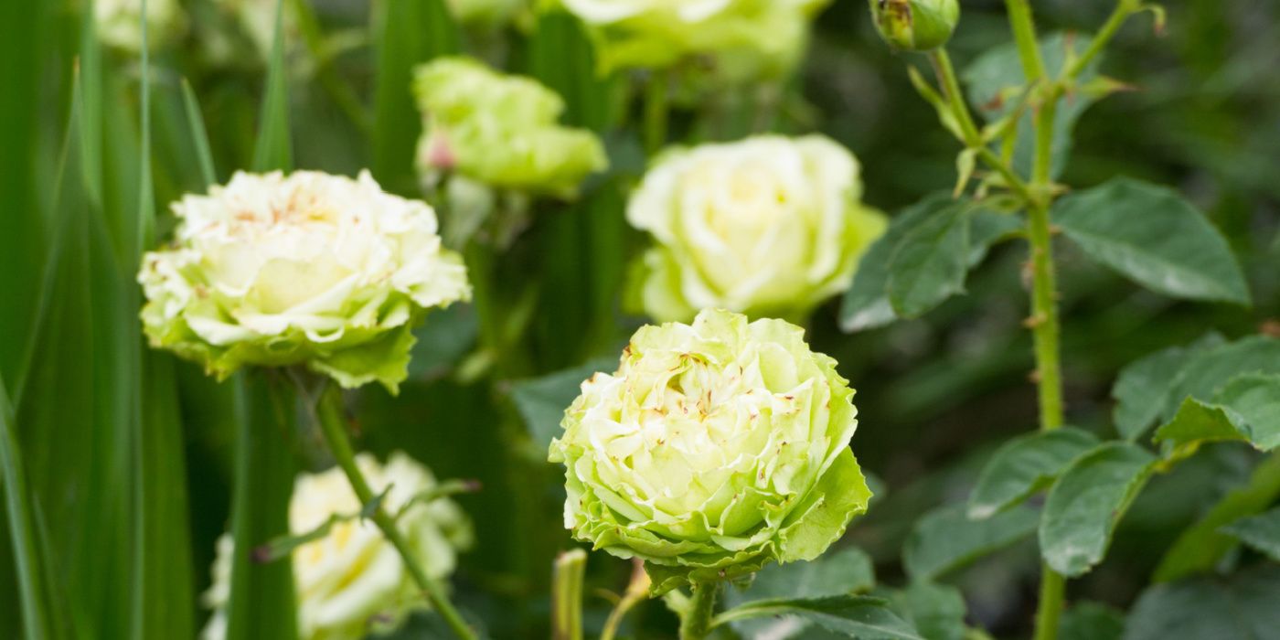 Natural Green Rose