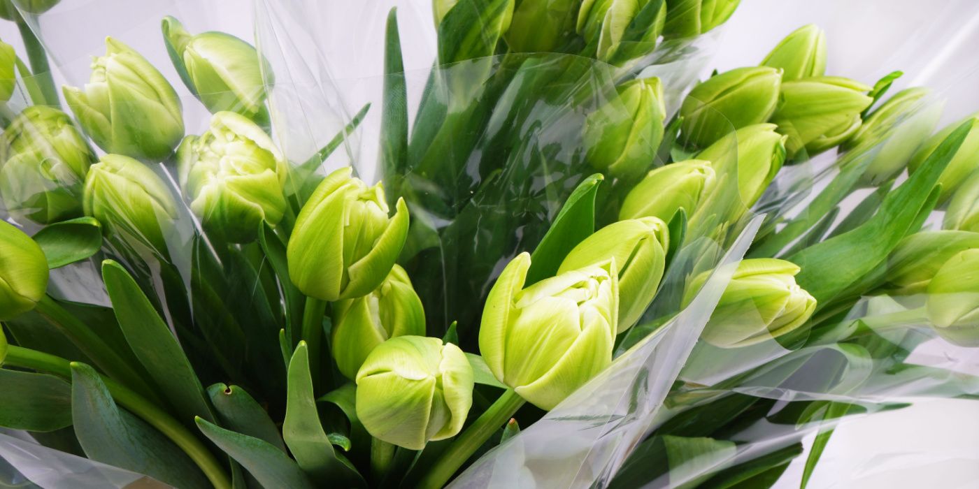 Add These Gorgeous Green Flowers to Your Garden