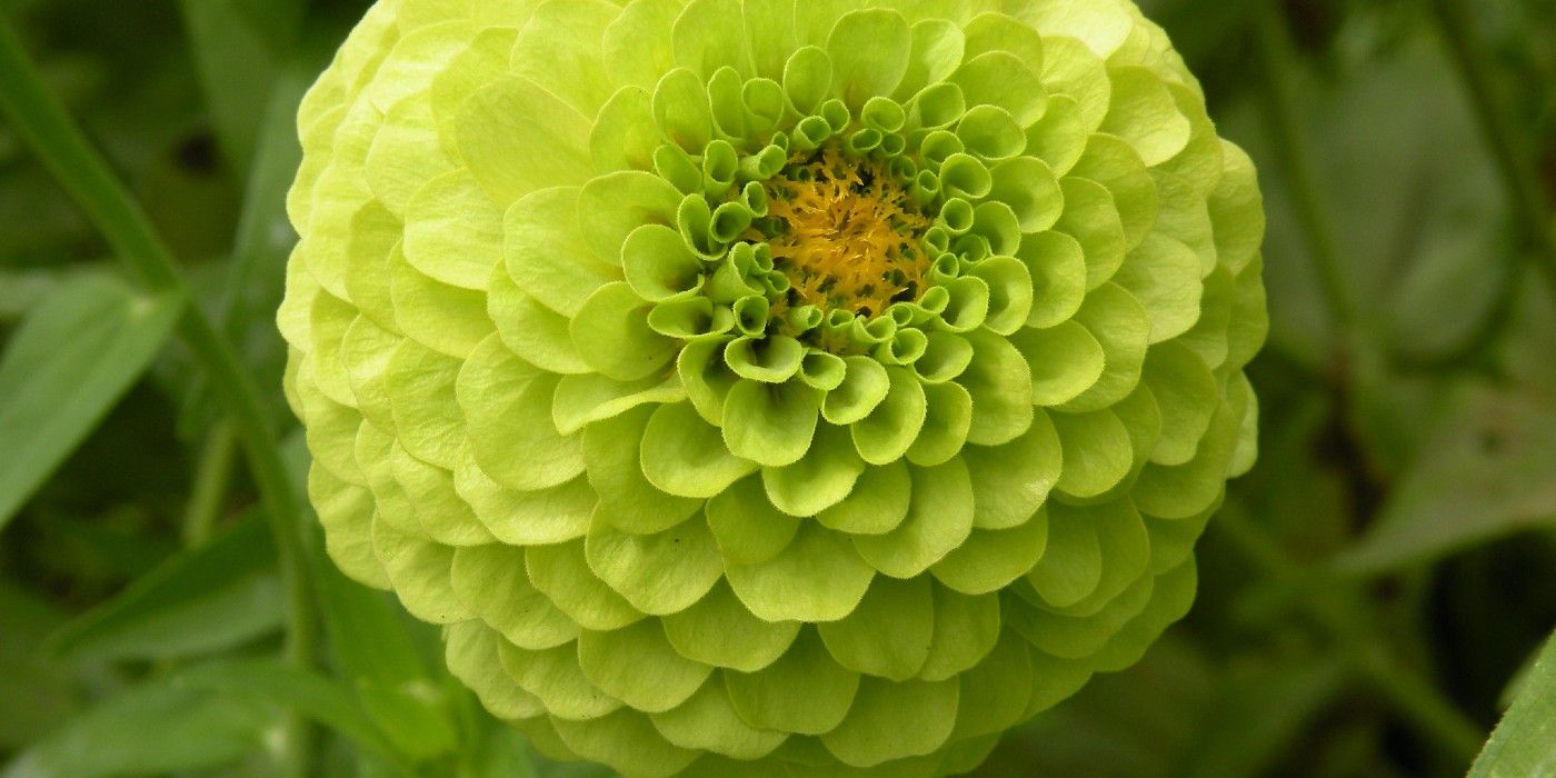 Add These Gorgeous Green Flowers to Your Garden