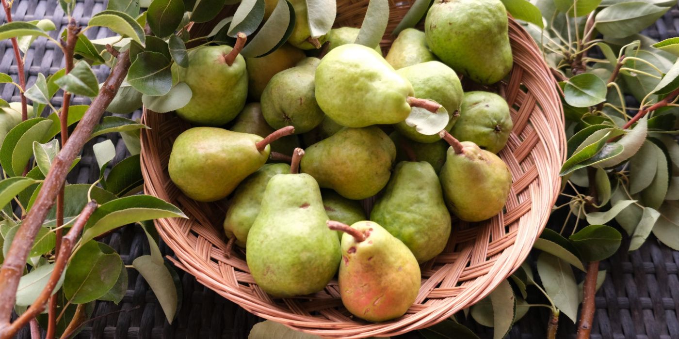 Your Guide to Growing Bartlett Pear Trees