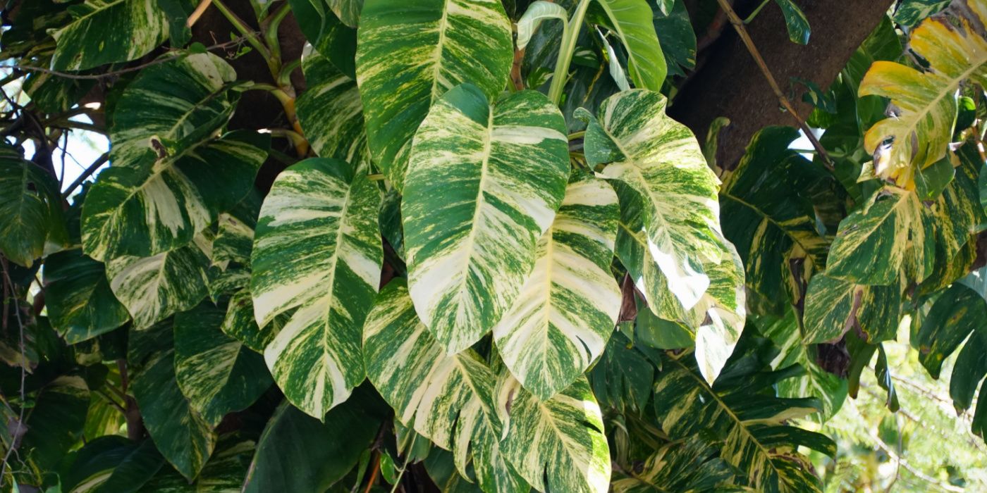 Fertilizing Your Pothos Plant: What You Need to Know