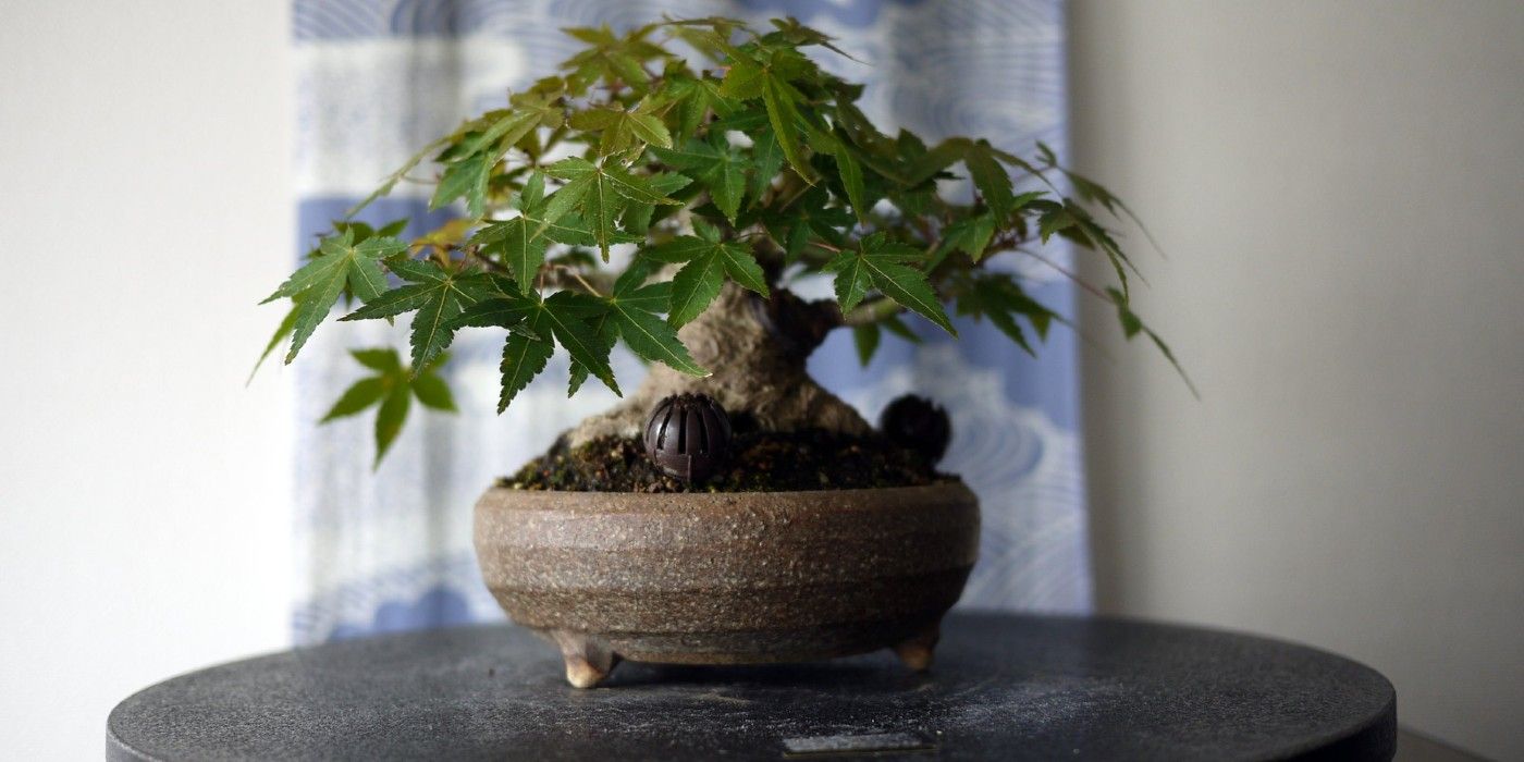 Growing Guide for Japanese Maple Bonsai Trees