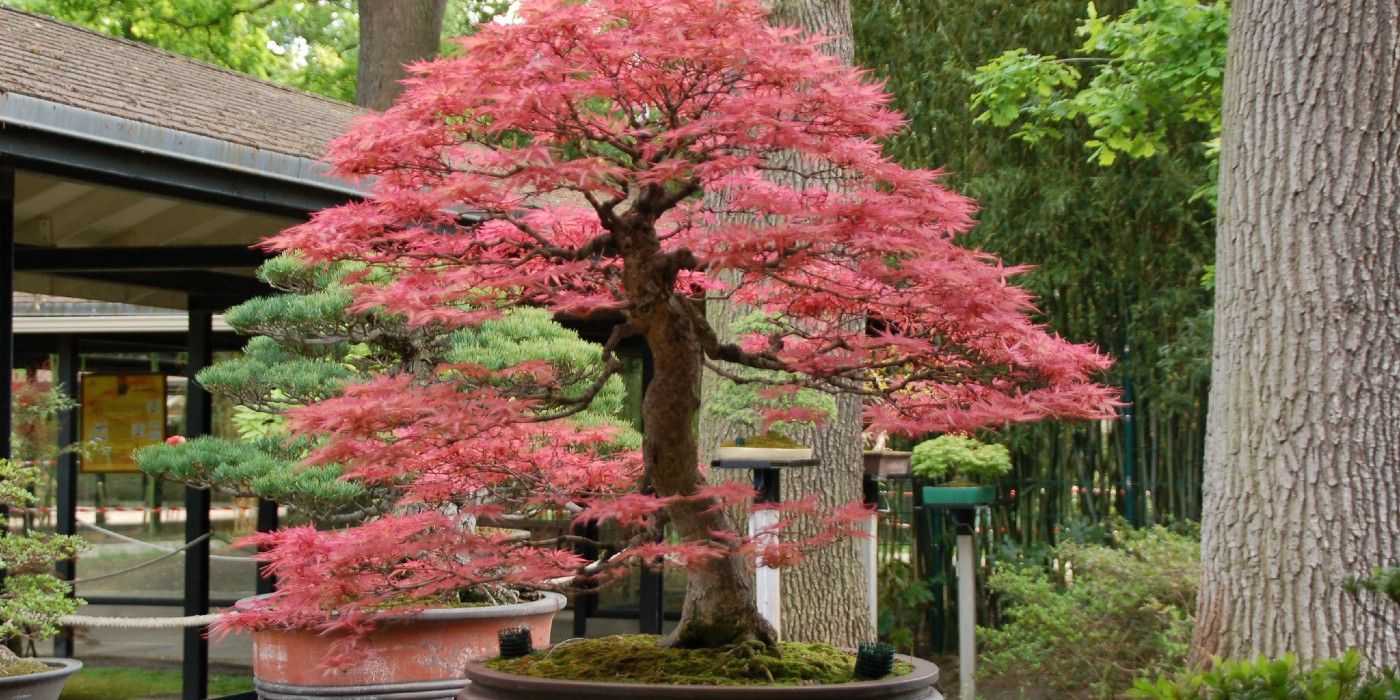 Growing Guide for Japanese Maple Bonsai Trees