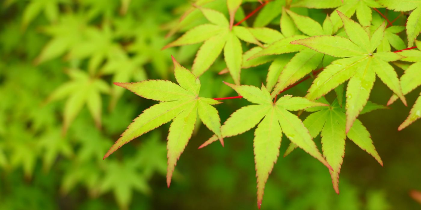 Dwarf Japanese Maple Tree Varieties to Grow in a Small Space