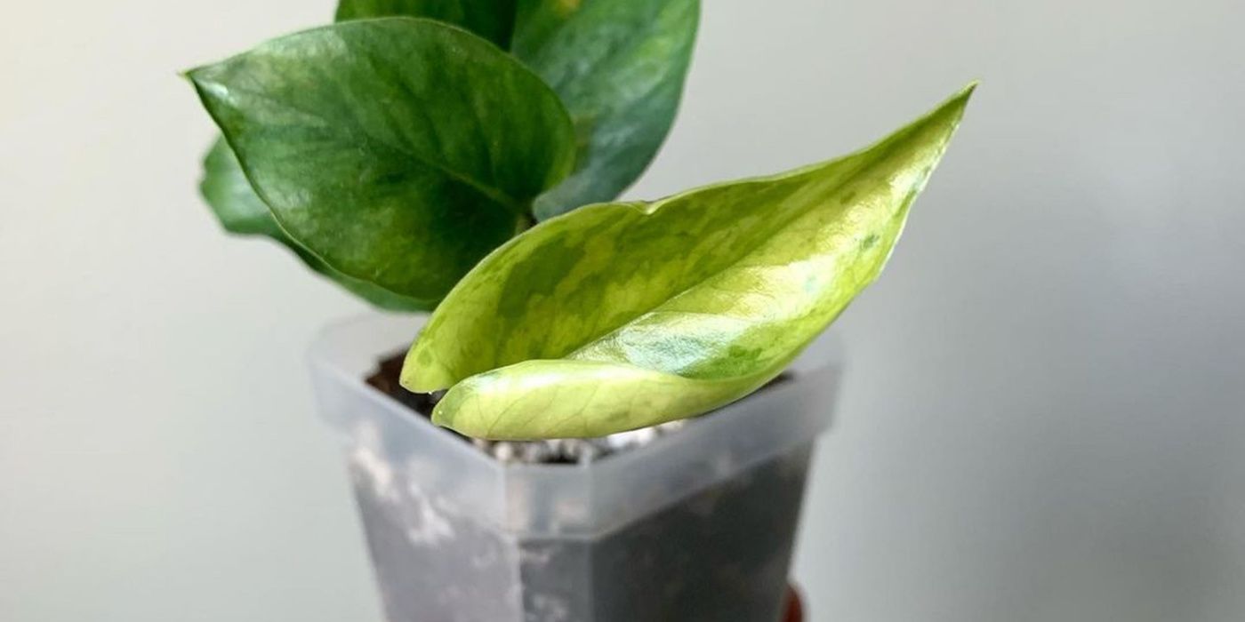6 Popular Types of Pothos: Care Guide