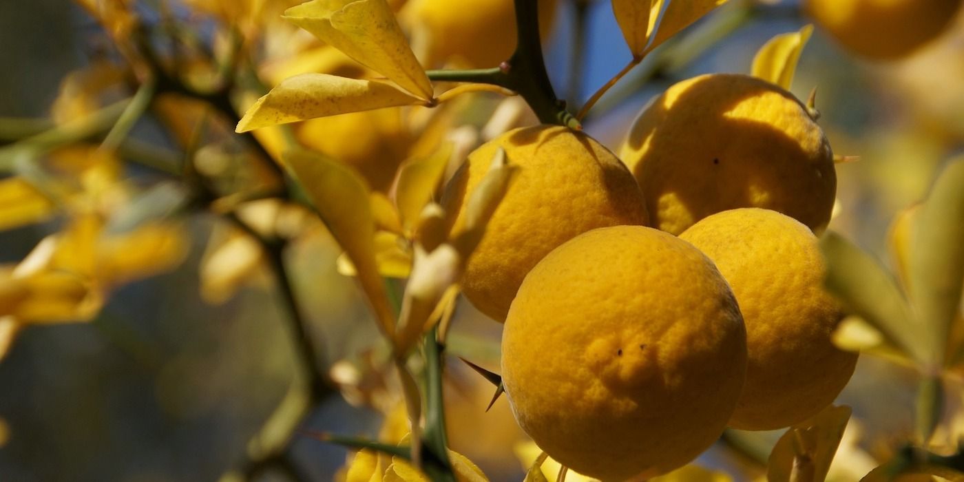 Why Your Lemon Tree Leaves Are Turning Yellow
