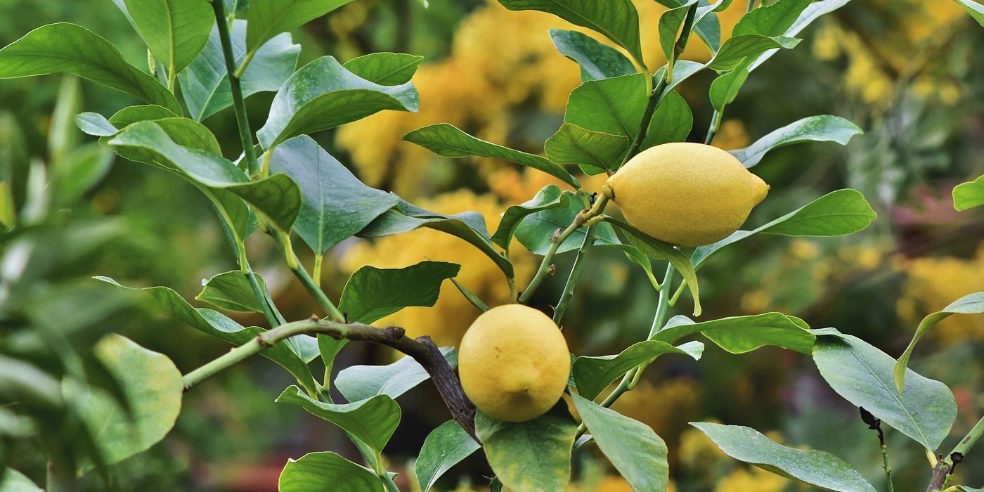 Pruning Your Lemon Tree 101