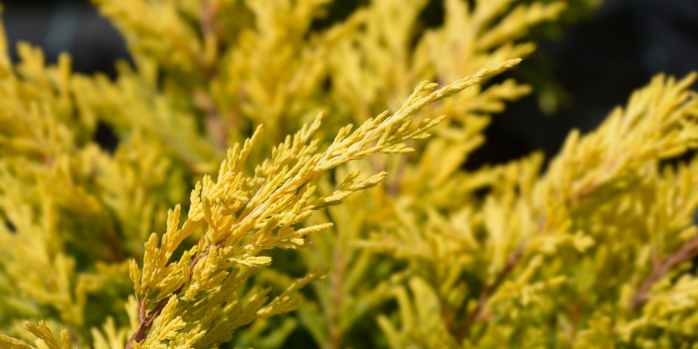 Discover 7 Captivating Creeping Juniper Varieties