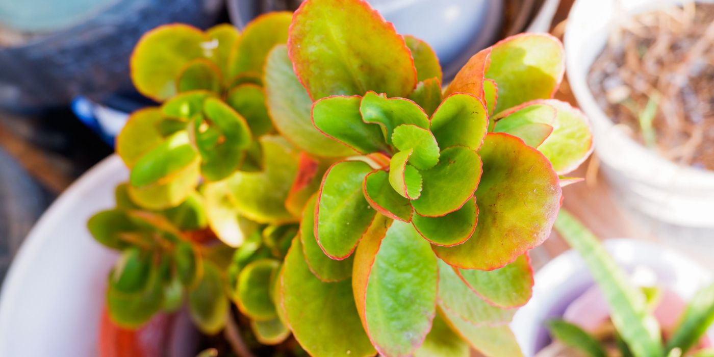 10 Stunning Kalanchoe Types to Grow at Home