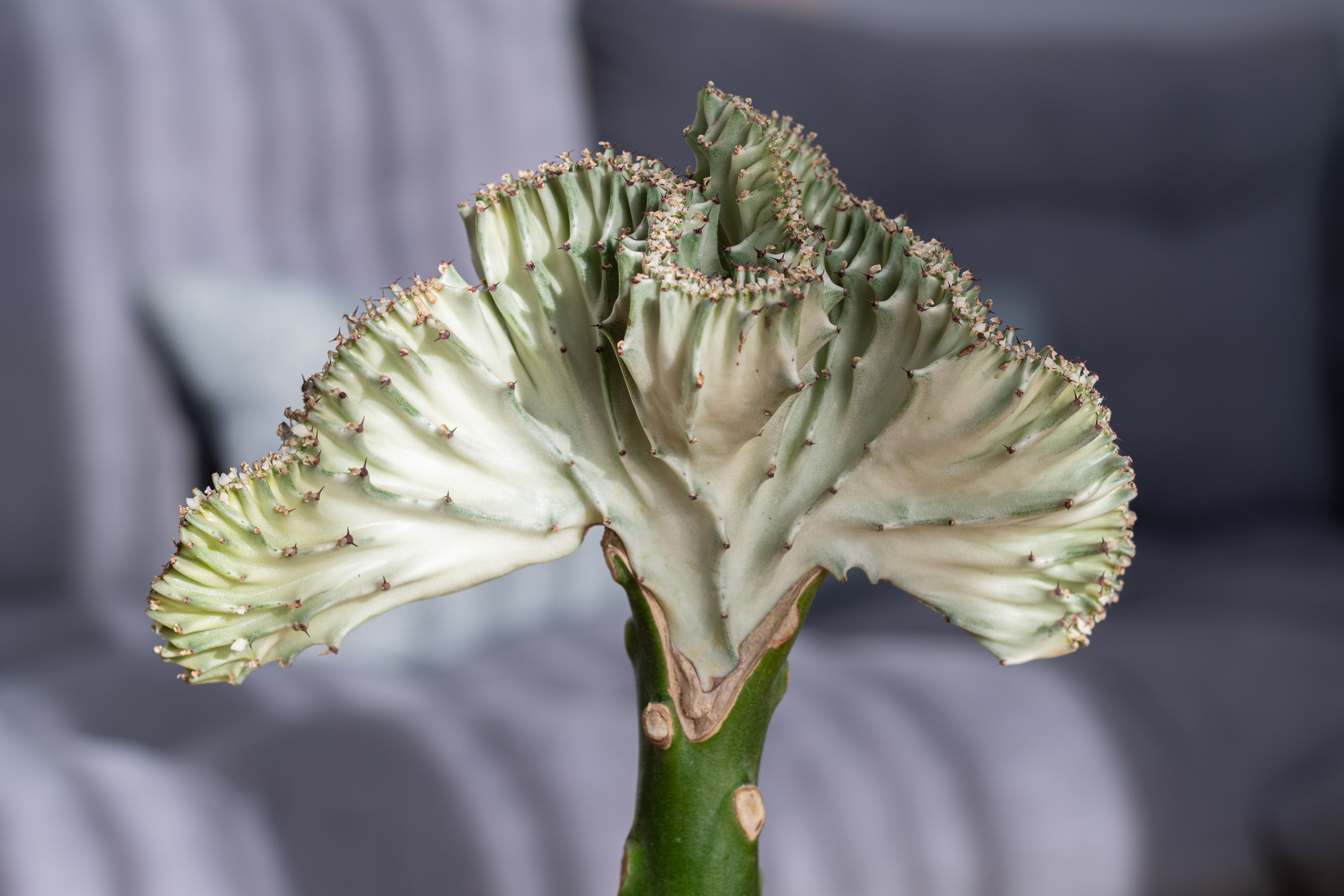 5 Unusual Succulents to Add to Your Houseplant Collection