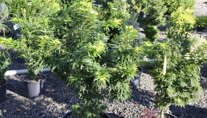 Dwarf Japanese Maple Tree Varieties to Grow in a Small Space
