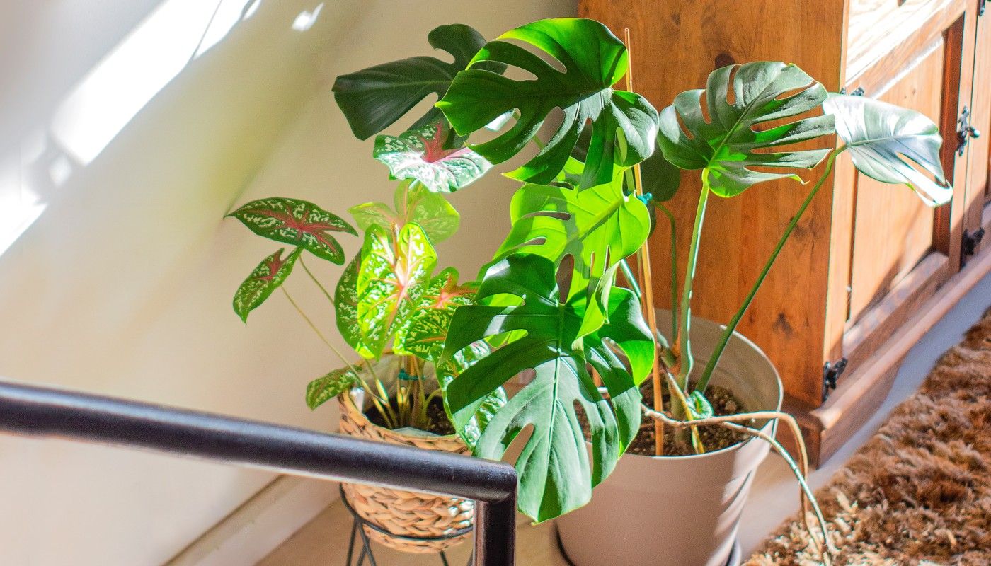 How to Fertilize Your Monstera Deliciosa to Keep It Thriving Indoors