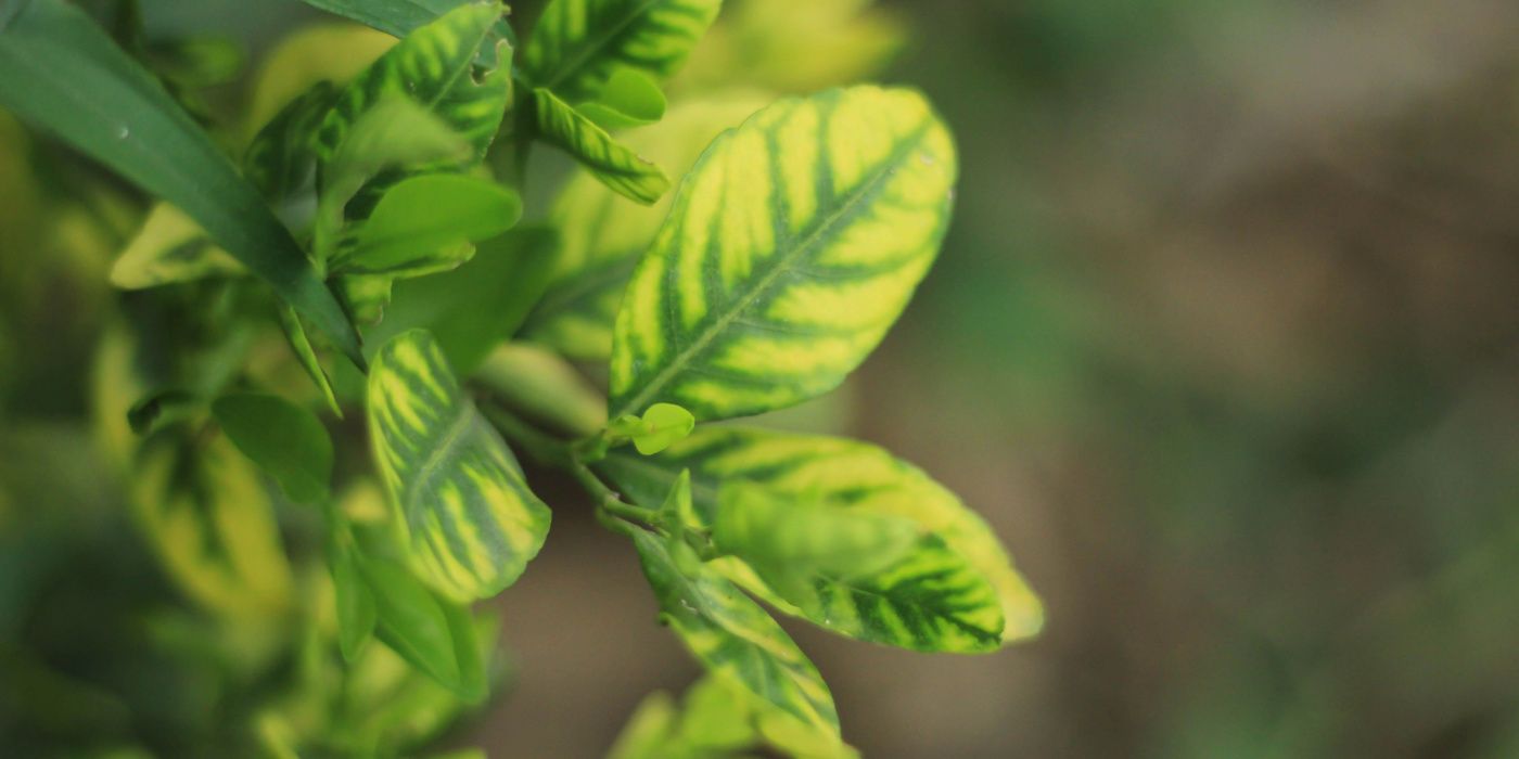 Why Your Lemon Tree Leaves Are Turning Yellow