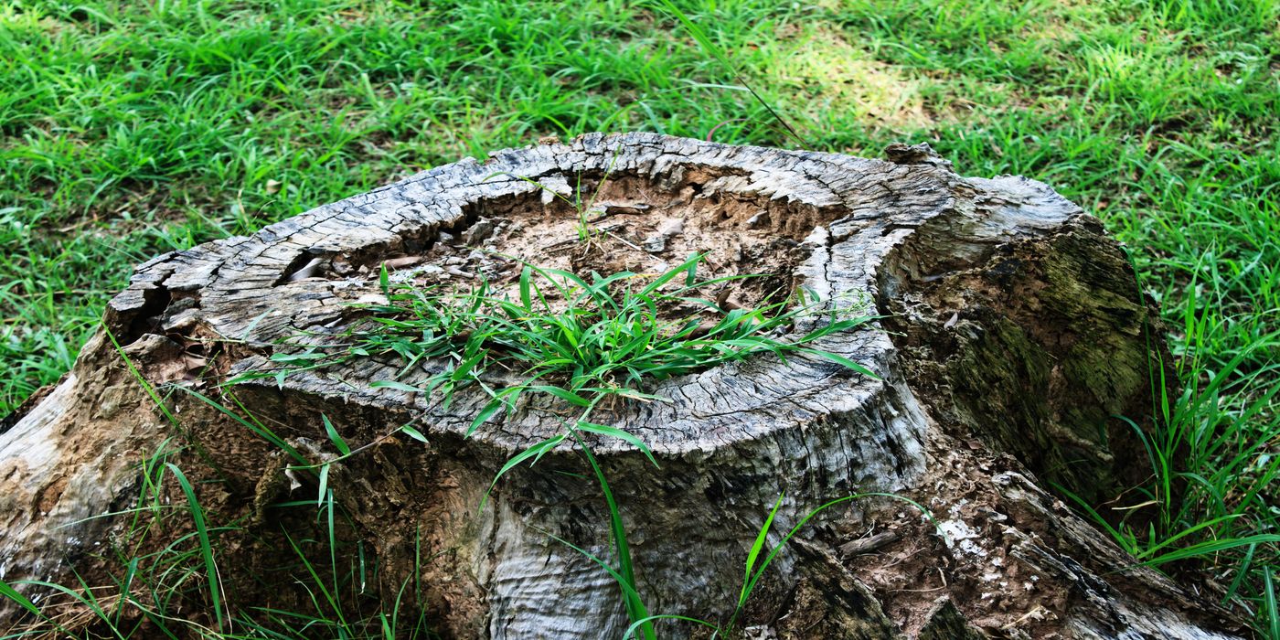 Four Factors to Consider Before Tree Stump Removal