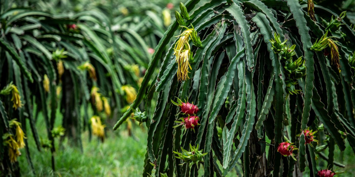 How to Grow the Dragon Fruit Cactus