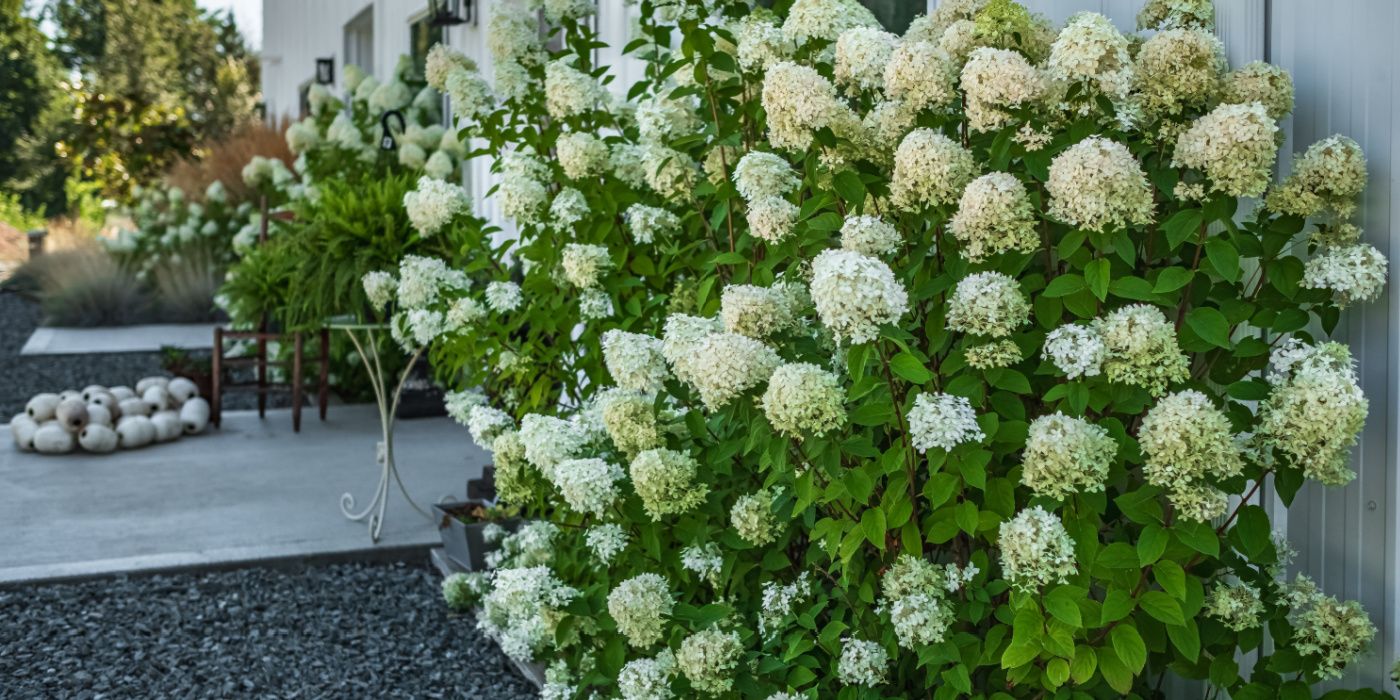 7 Tips To Care For PeeGee Hydrangeas