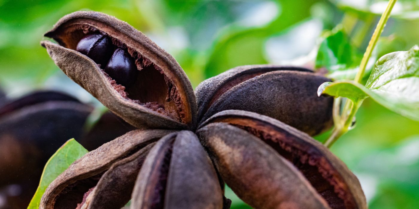 Winterizing Your Peonies in the Winter