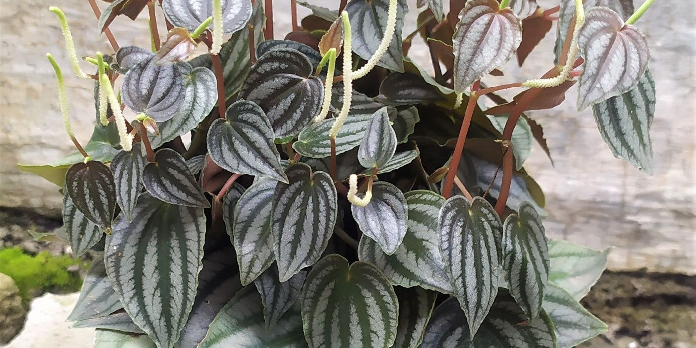 The Best Peperomia Plants to Grow in Your Home