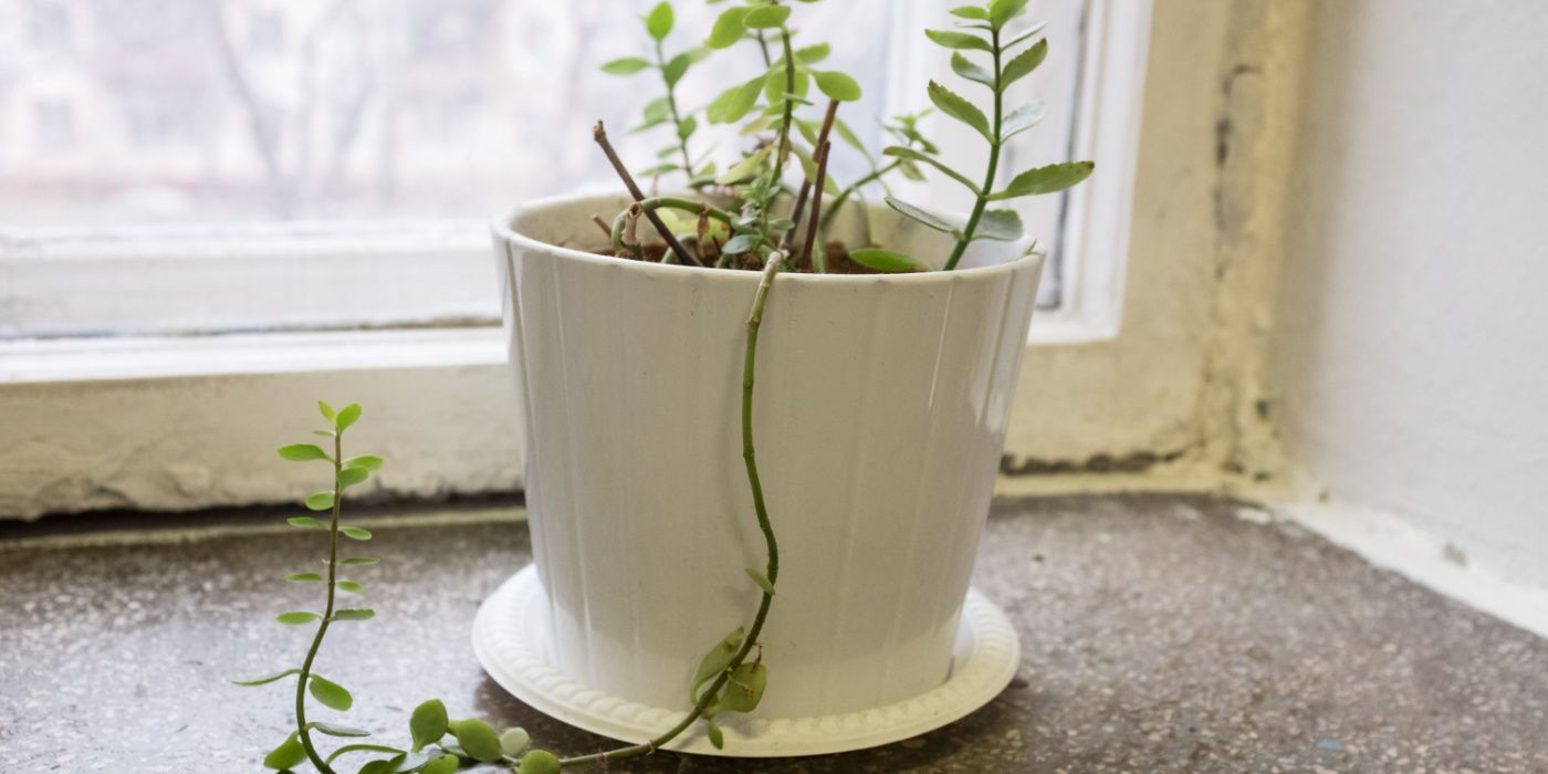 The Best Peperomia Plants to Grow in Your Home