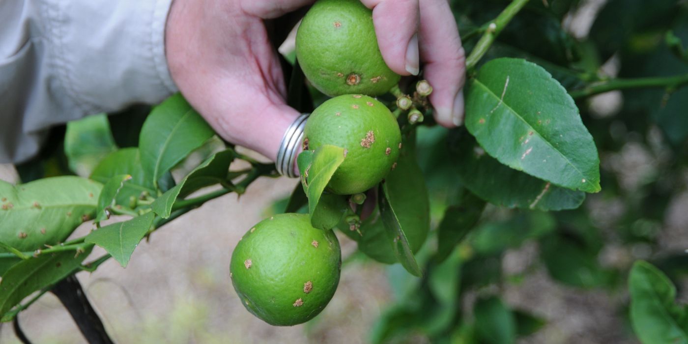 4 Common Lemon Tree Diseases to Watch for