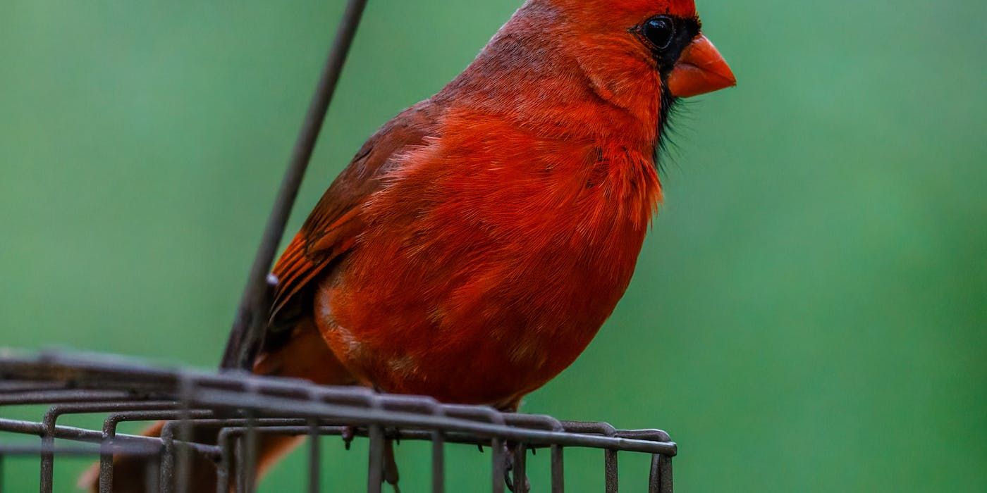 Keep Cardinals Coming Back To Your Backyard This Winter With These 6 Tips