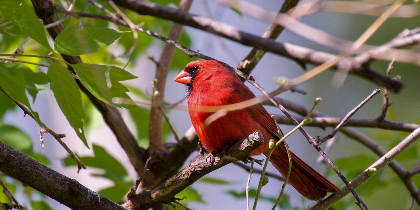 Keep Cardinals Coming Back To Your Backyard This Winter With These 6 Tips