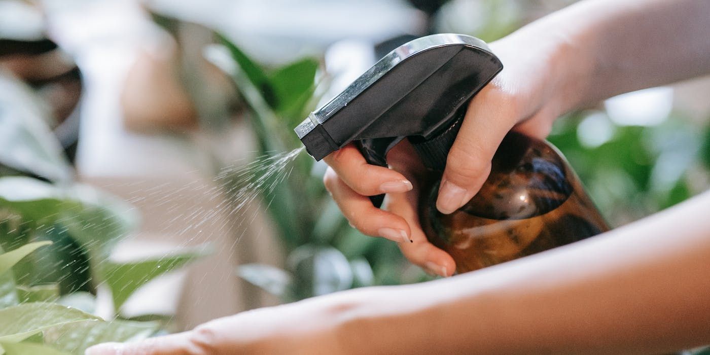 Revitalize Your Christmas Cactus: The Wonders of Hydrogen Peroxide