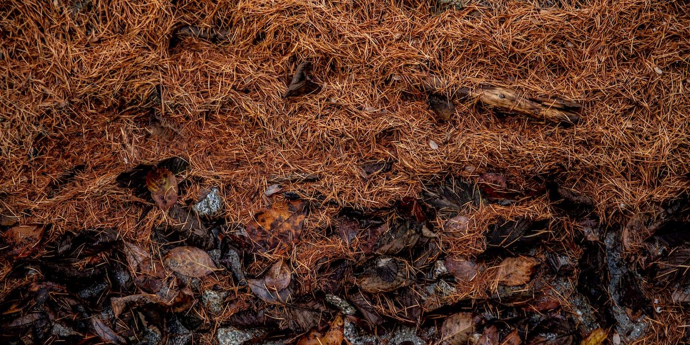8 Best Organic Mulches for Winterizing Peonies