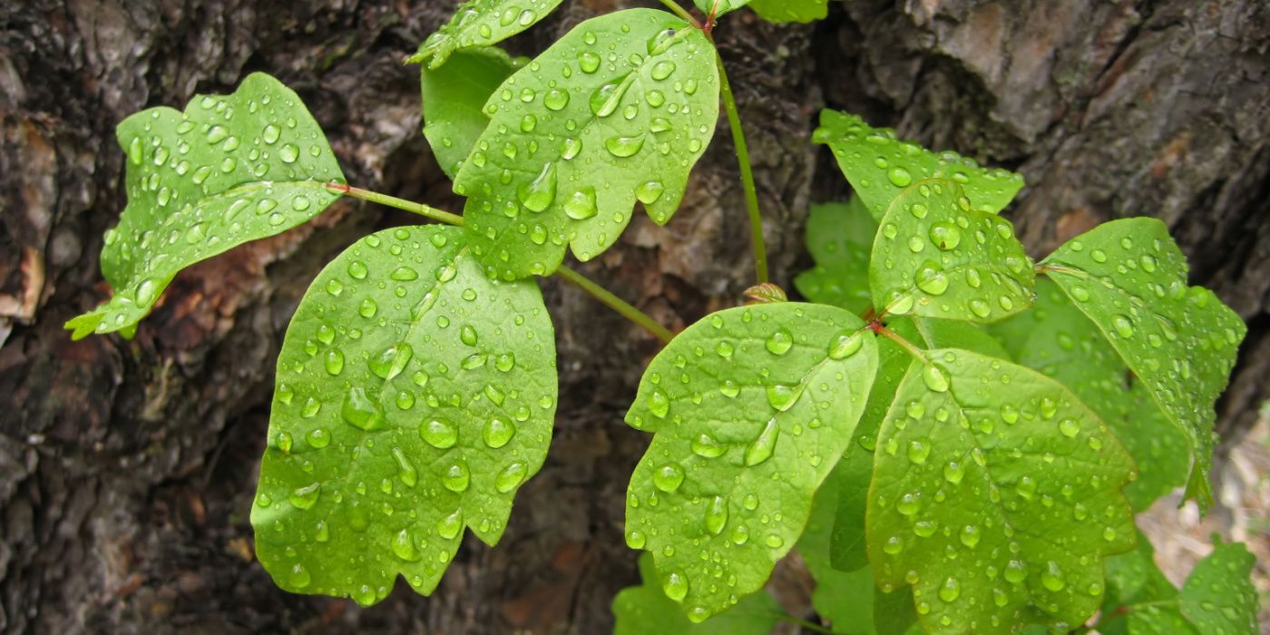 Avoid Burning These Types of Wood in Your Fireplace