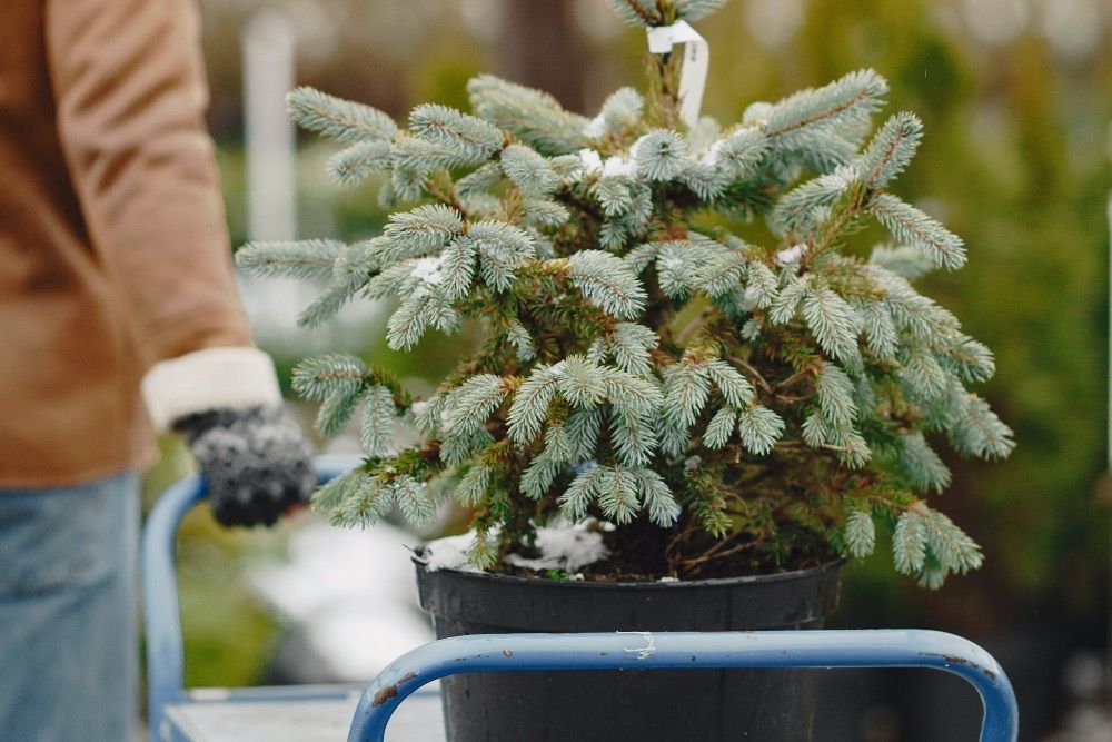 Make Your Backyard More Christmassy With These 16 Ideas