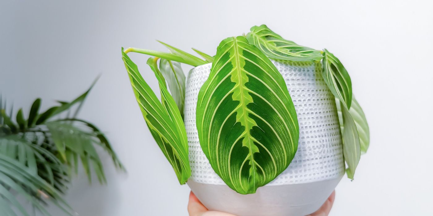 Lemon Lime Prayer Plant Care: A Guide