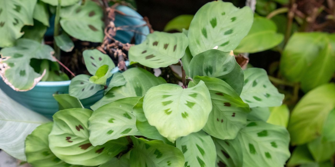 How To Prune a Prayer Plant In 4 Quick Steps