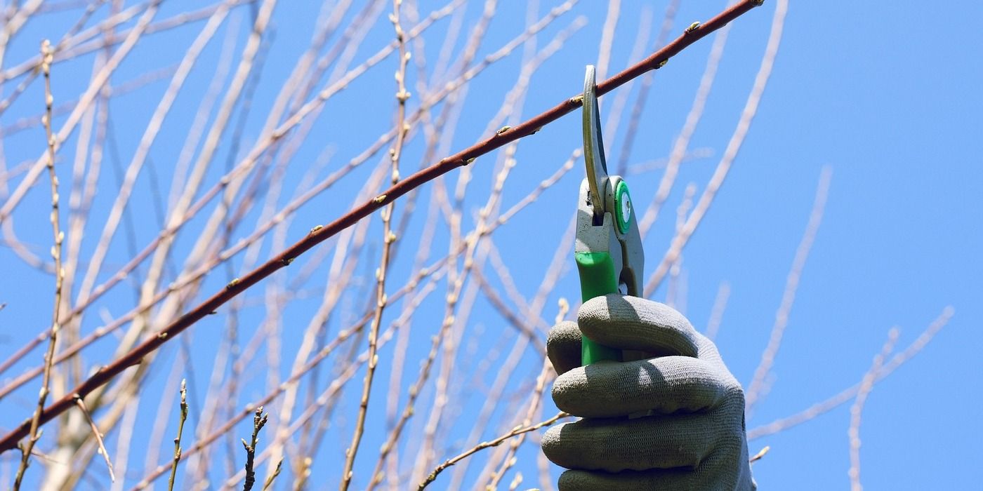 Pruning Your Lemon Tree 101