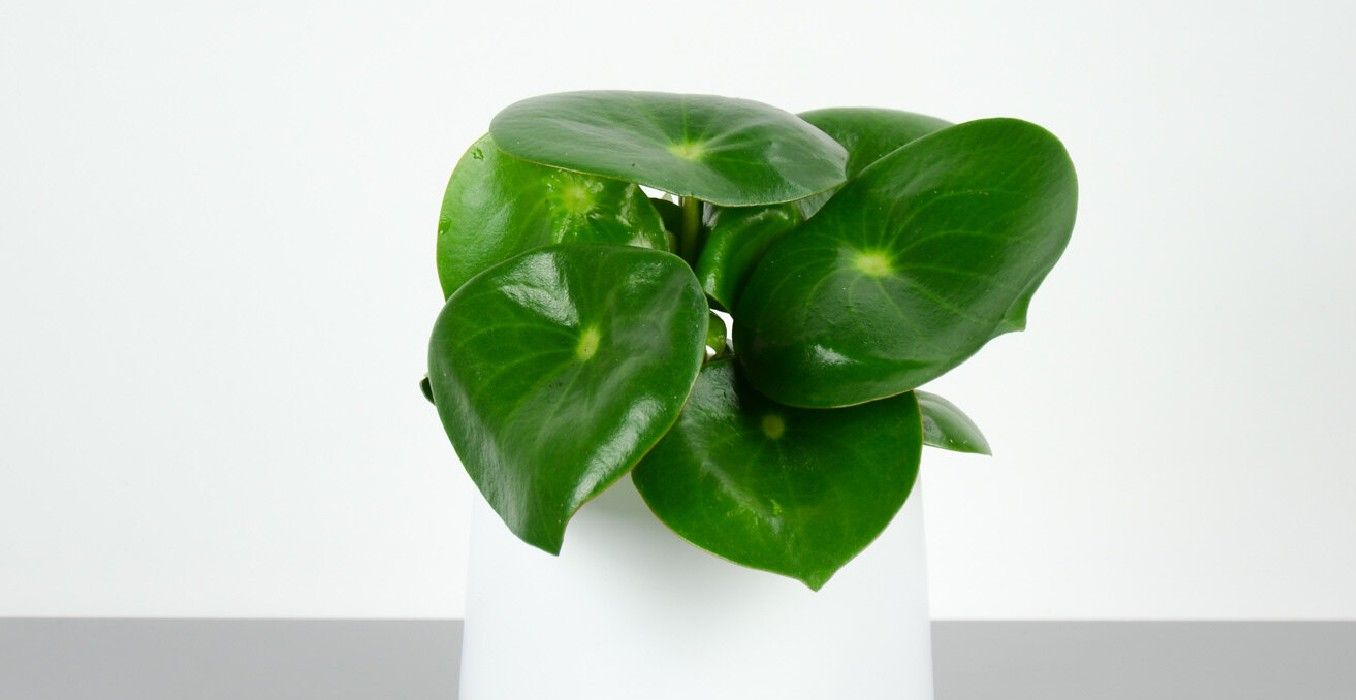 The Best Peperomia Plants to Grow in Your Home