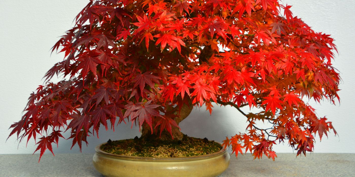 Growing Guide for Japanese Maple Bonsai Trees