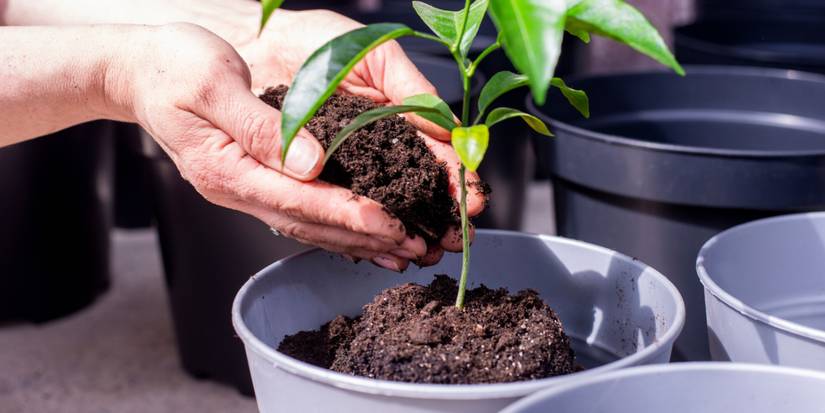 Indoor Gardening Guide: Master Repotting Plants for Lush, Thriving Greenery