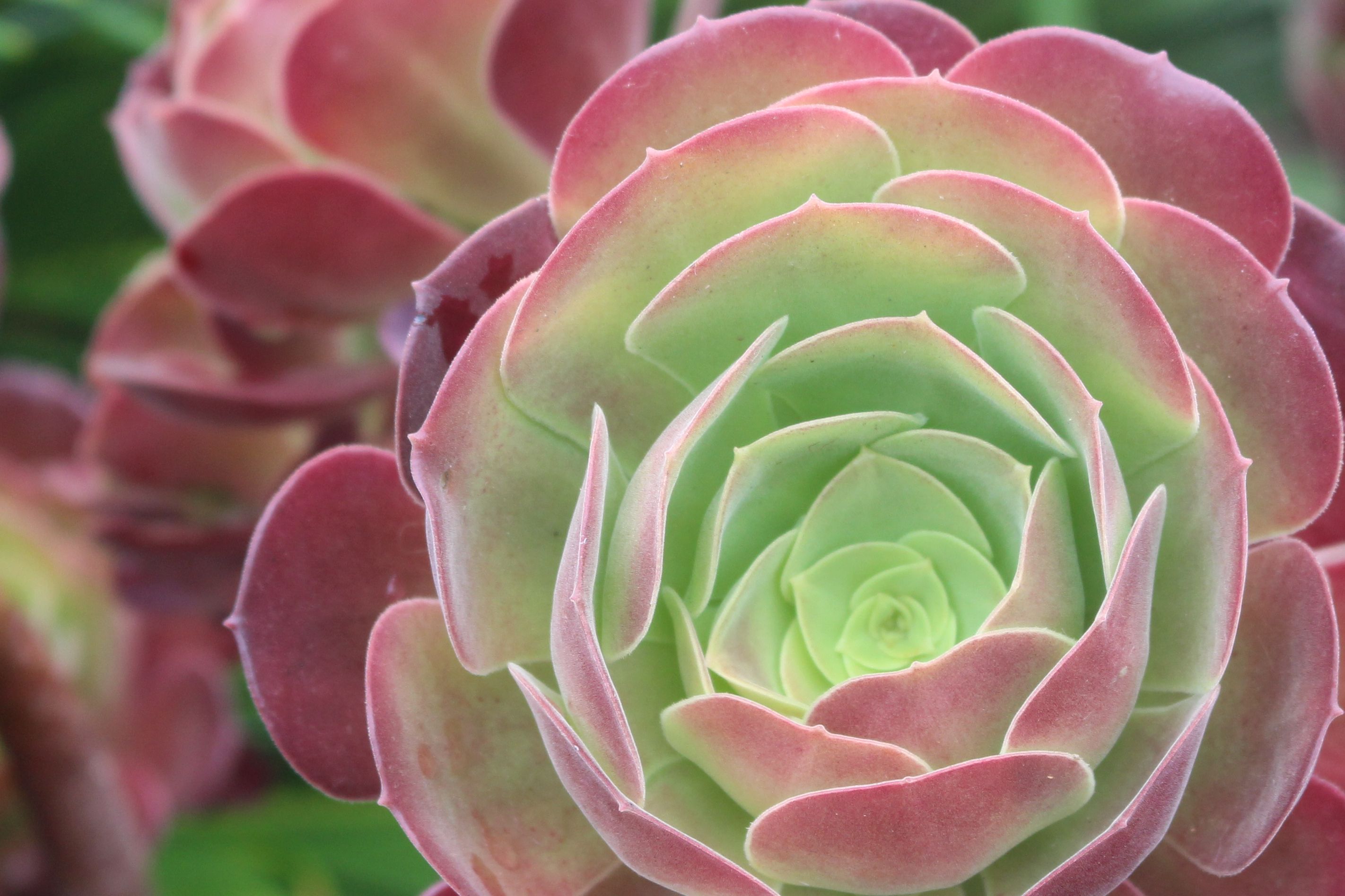 5 Unusual Succulents to Add to Your Houseplant Collection