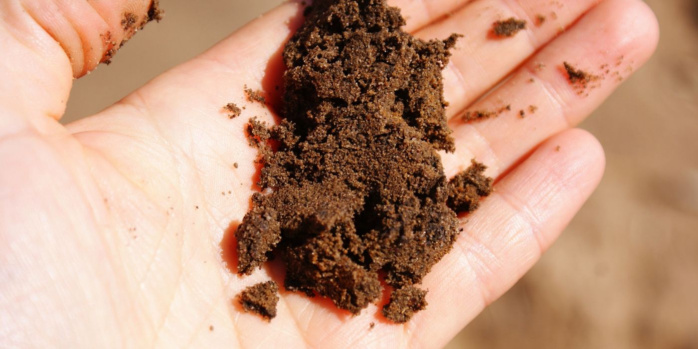 The Most Common Types of Garden Soil