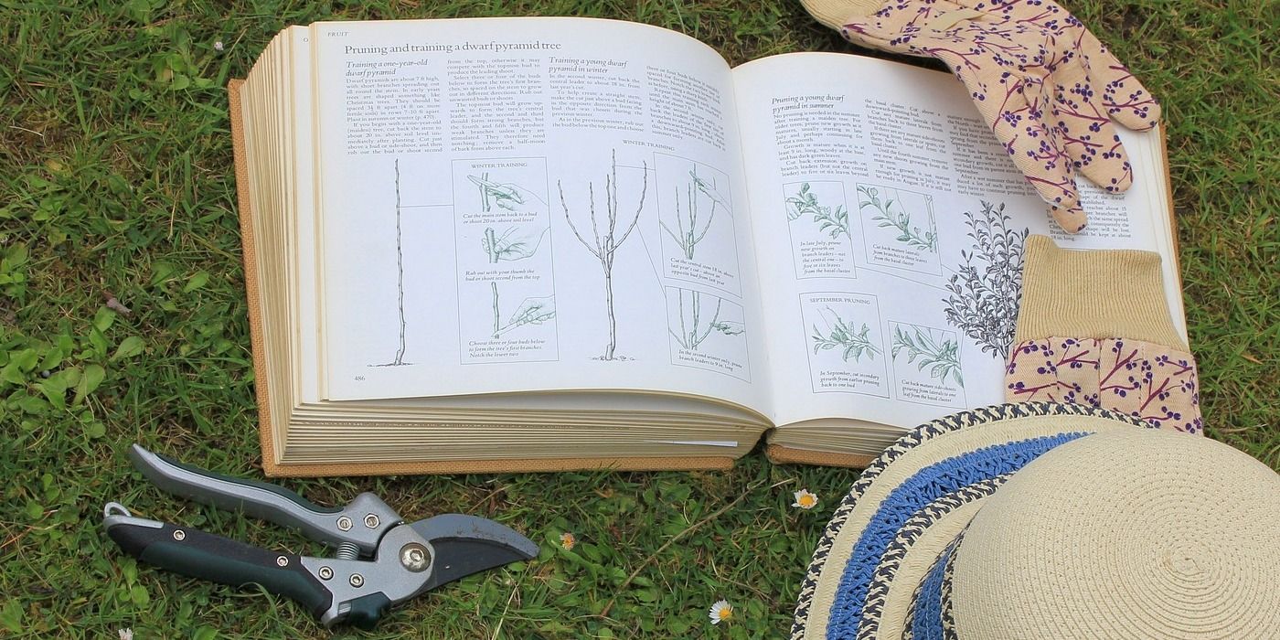 Pruning Your Lemon Tree 101